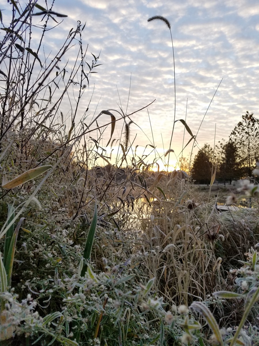 The First Frost